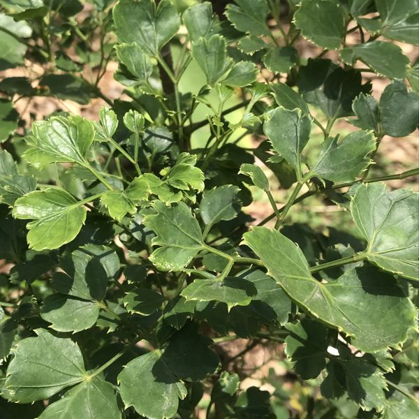 Polyscias guilfoylei | Geranium aralia - Leafy plants - Green Cover ...