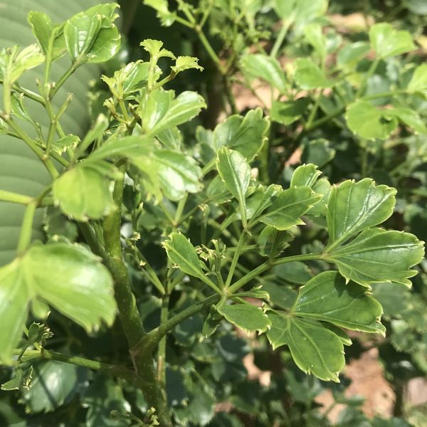 Polyscias guilfoylei | Geranium aralia - Leafy plants - Green Cover ...