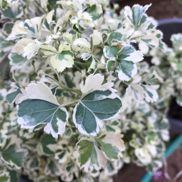 Polyscias guilfoylei | Geranium aralia - Leafy plants - Green Cover ...