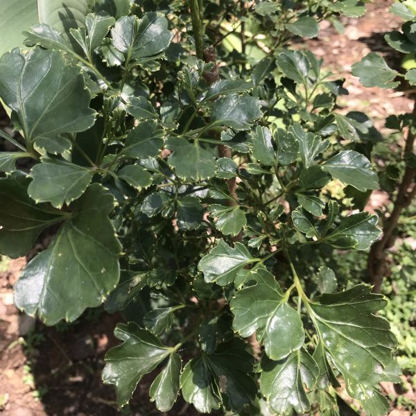 Polyscias guilfoylei | Geranium aralia - Leafy plants - Green Cover ...