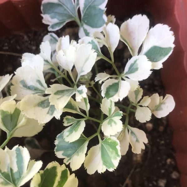 Polyscias guilfoylei | Geranium aralia - Leafy plants - Green Cover ...