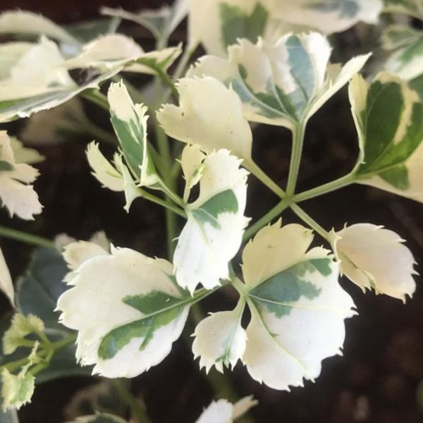 Polyscias guilfoylei | Geranium aralia - Leafy plants - Green Cover ...