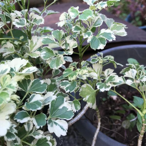 Polyscias guilfoylei | Geranium aralia - Leafy plants - Green Cover ...