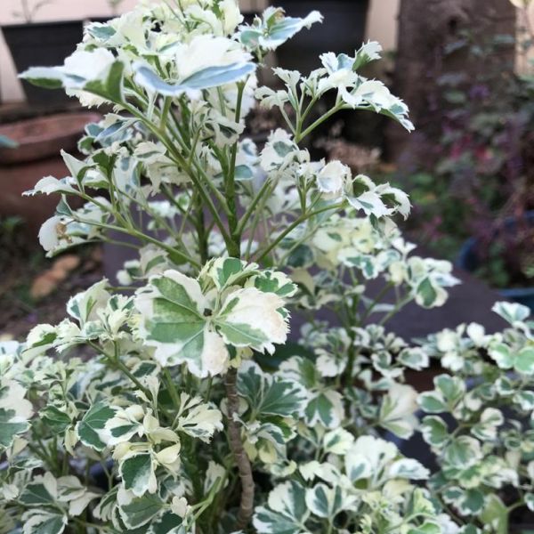 Polyscias guilfoylei | Geranium aralia - Leafy plants - Green Cover ...