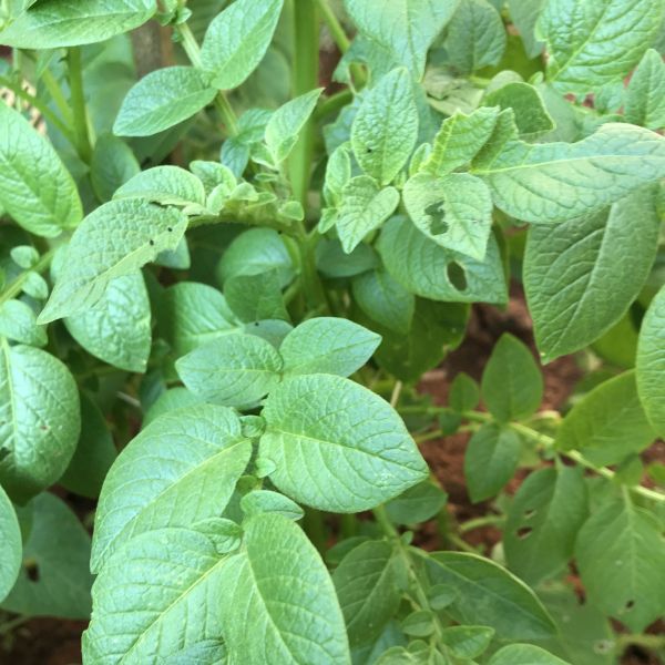 Solanum tuberosum: Potato