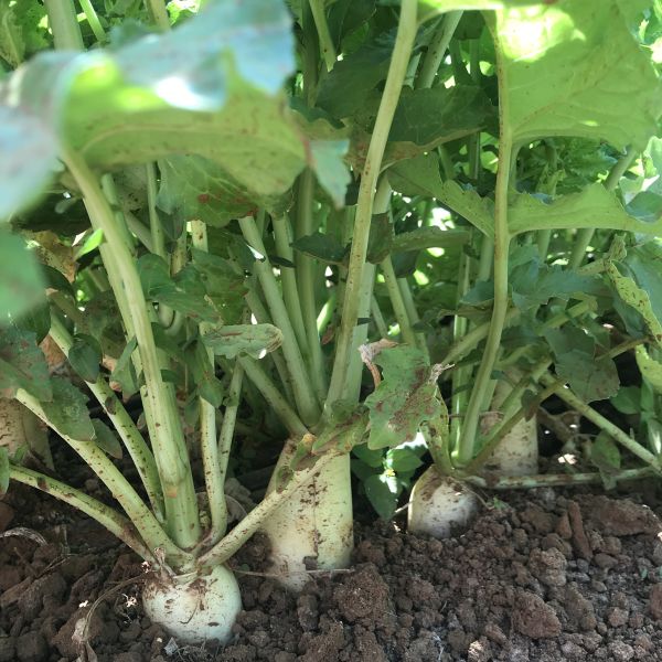 Raphanus sativus | Radish | Mooli - Plant catalog - Green Cover Initiative