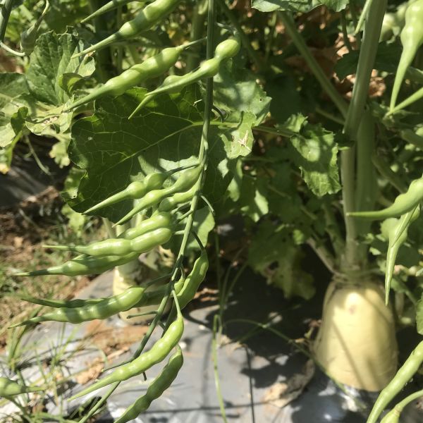 Raphanus sativus | Radish | Mooli - Plant catalog - Green Cover Initiative