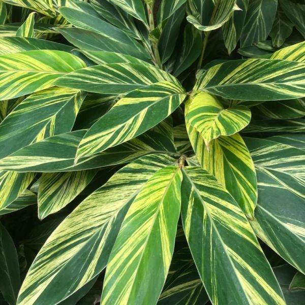 Alpinia Zerumbet | Shell ginger | Butterfly ginger | Variegated ginger
