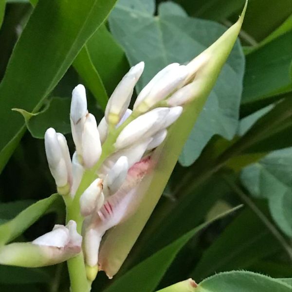 Alpinia Zerumbet | Shell ginger | Butterfly ginger | Variegated ginger