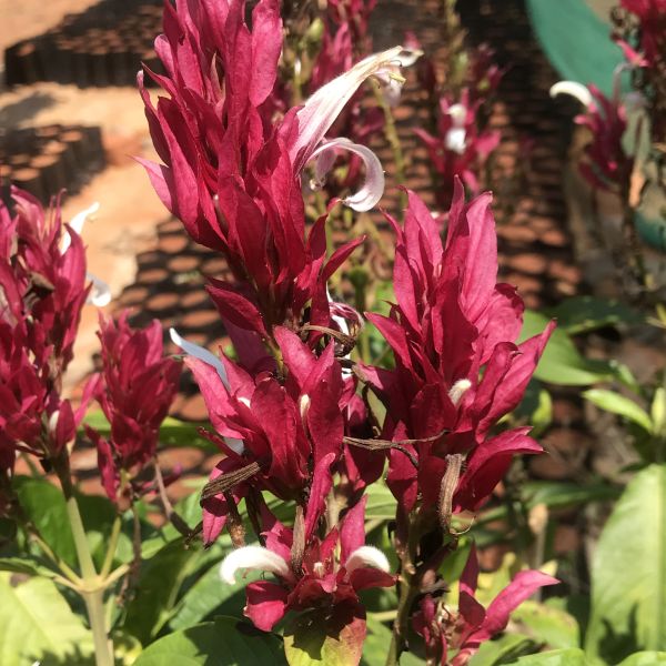 Justicia Brandegeeana | Shrimp plant | Mexican shrimp plant - GCI