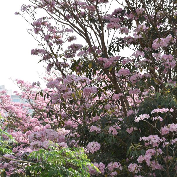 Tabebuia Rosea | Rosy trumpet tree | Pink Poui – Green Catalog