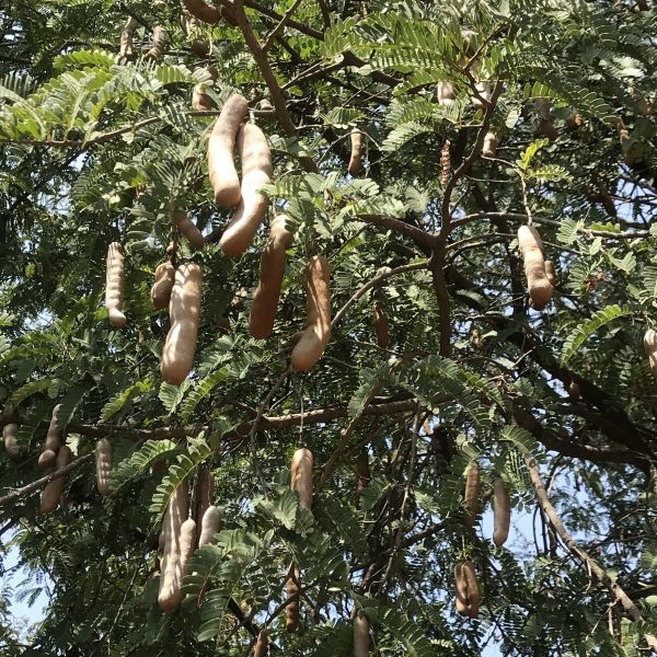 Tamarindus indica | Tamarind tree - Tree Catalog - Green Cover Initiative