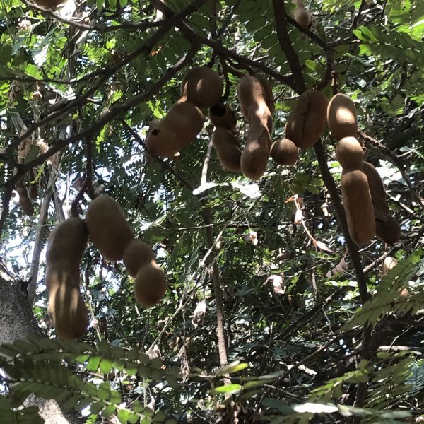 Tamarindus indica | Tamarind tree - Tree Catalog - Green Cover Initiative