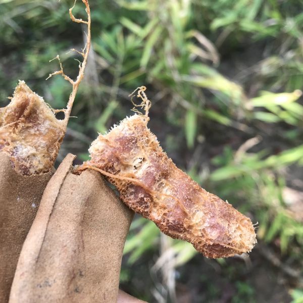 Tamarindus indica | Tamarind tree - Tree Catalog - Green Cover Initiative