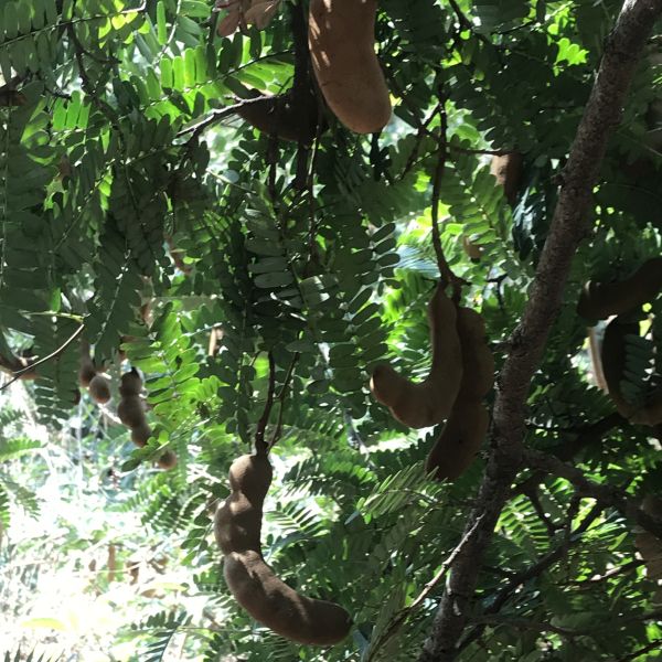 Tamarindus indica | Tamarind tree - Tree Catalog - Green Cover Initiative