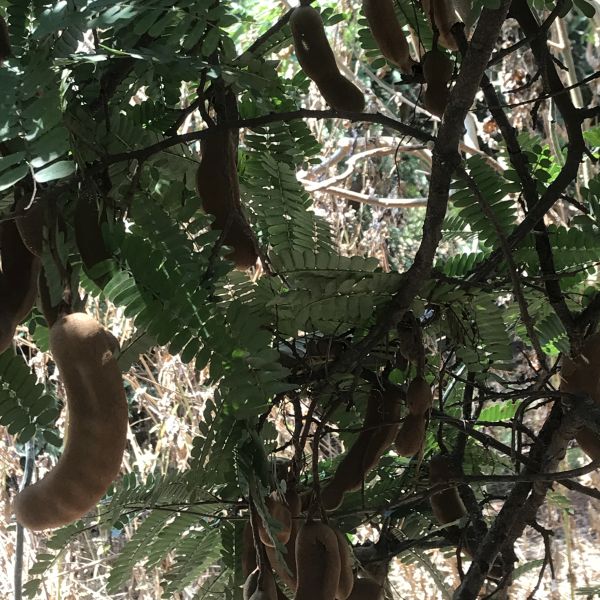 Tamarindus indica | Tamarind tree - Tree Catalog - Green Cover Initiative