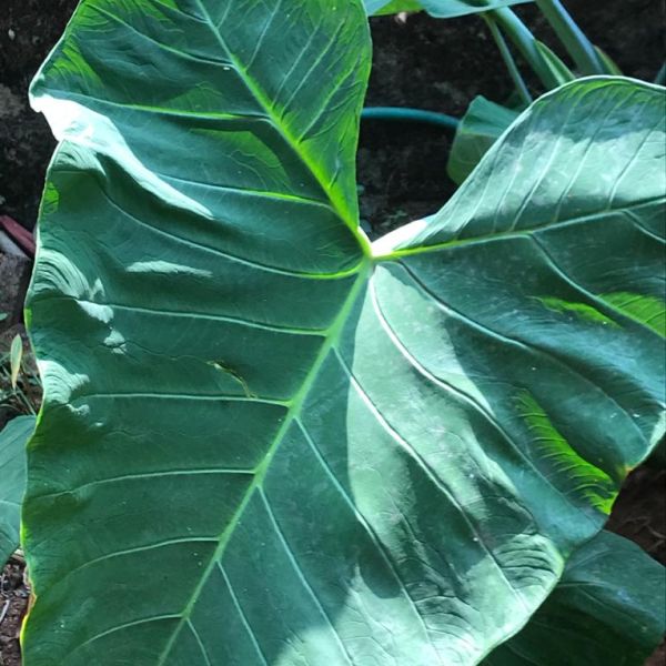 Xanthosoma sagittifolium | Arrowleaf elephant ear - Green Cover Initiative