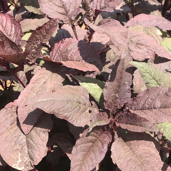 Amaranthus dubius | Red spinach - Green Cover Initiative