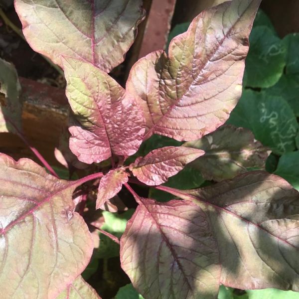 Amaranthus dubius | Red spinach - Green Cover Initiative