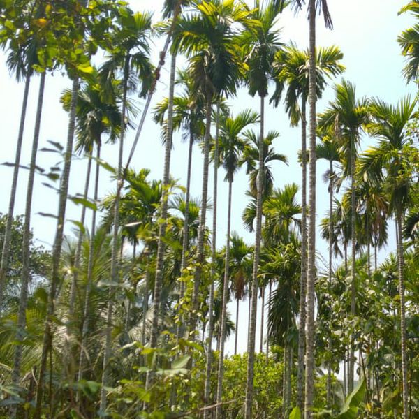 Areca catechu | Areca nut palm | Betel nut palm - Green Cover Initiative