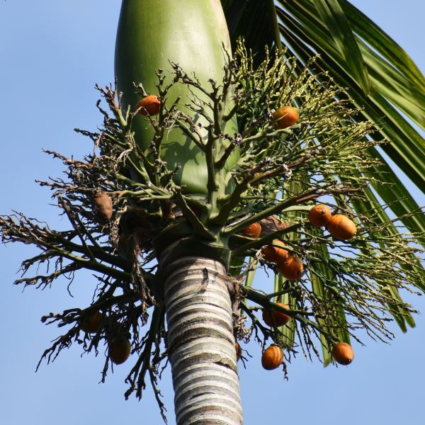 Areca catechu | Areca nut palm | Betel nut palm - Green Cover Initiative