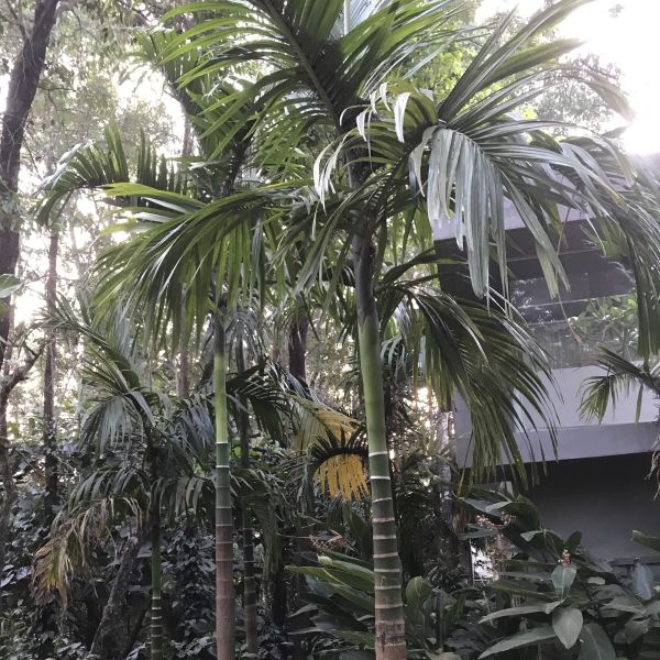 Areca catechu | Areca nut palm | Betel nut palm - Green Cover Initiative