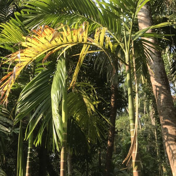 Areca catechu | Areca nut palm | Betel nut palm - Green Cover Initiative