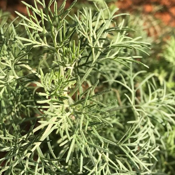 Artemisia abrotanum | Southernwood - Green Cover Initiative
