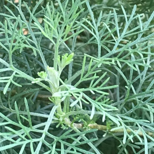 Artemisia abrotanum | Southernwood - Green Cover Initiative