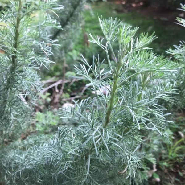 Artemisia abrotanum | Southernwood - Green Cover Initiative