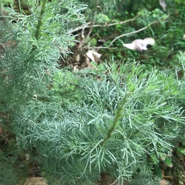 Artemisia abrotanum | Southernwood - Green Cover Initiative