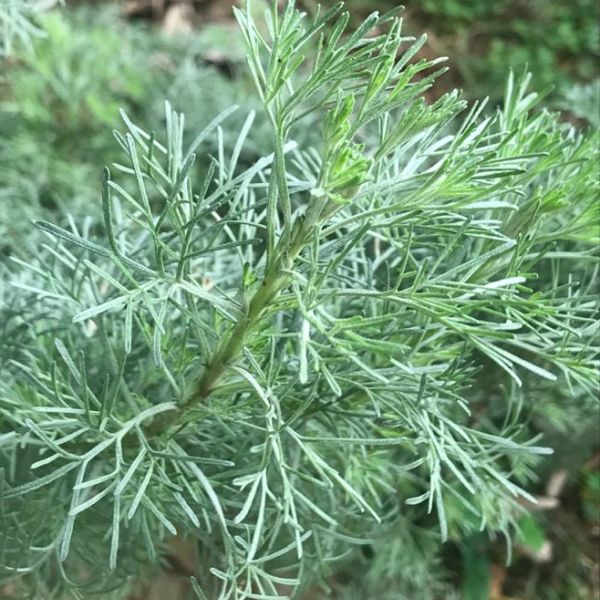 Artemisia abrotanum | Southernwood - Green Cover Initiative