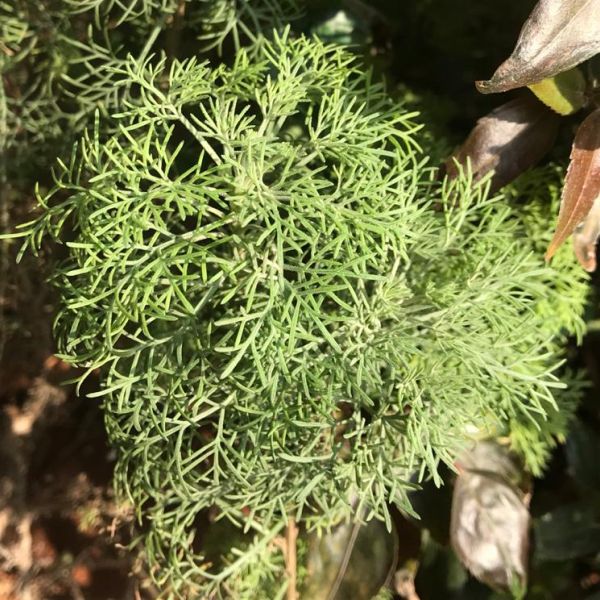 Artemisia abrotanum | Southernwood - Green Cover Initiative