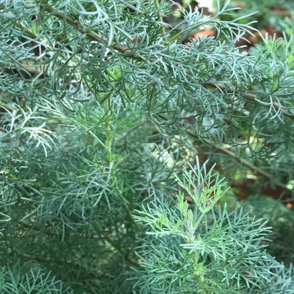Artemisia abrotanum | Southernwood - Green Cover Initiative