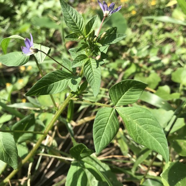Cleome rutidosperma | Fringed spider flower - Green Cover Initiative