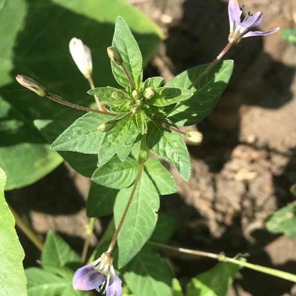 Cleome rutidosperma | Fringed spider flower - Green Cover Initiative