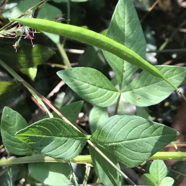 Cleome rutidosperma | Fringed spider flower - Green Cover Initiative