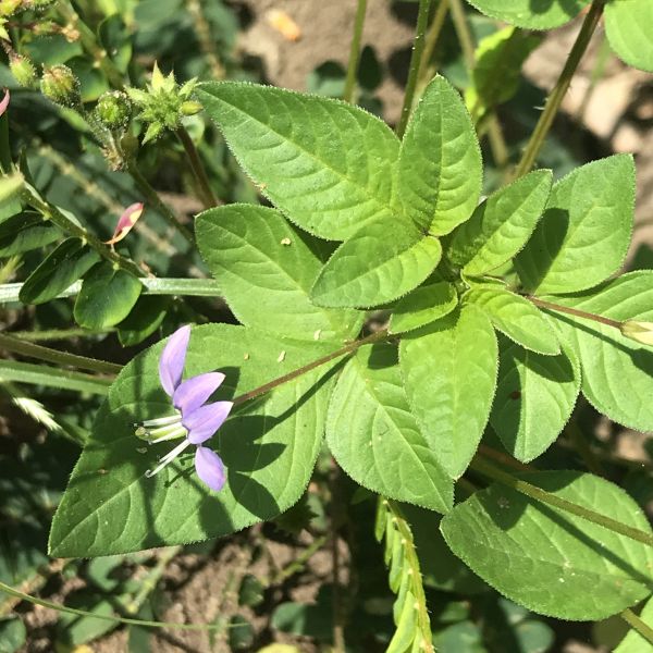 Cleome rutidosperma | Fringed spider flower - Green Cover Initiative