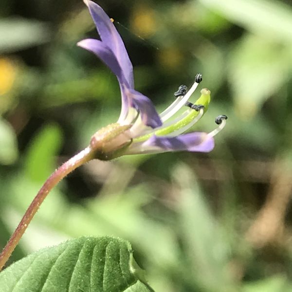 Cleome rutidosperma | Fringed spider flower - Green Cover Initiative