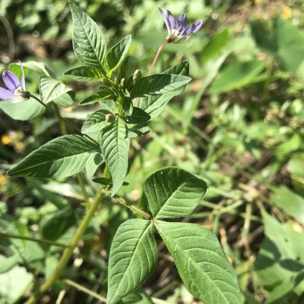 Cleome rutidosperma | Fringed spider flower - Green Cover Initiative