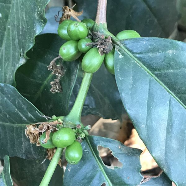Coffea | Coffee plant - Plant list India - Green Cover Initiative