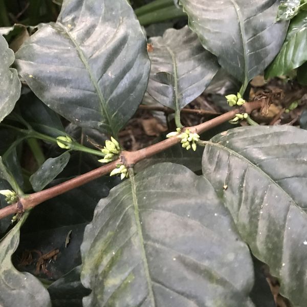 Coffea | Coffee plant - Plant list India - Green Cover Initiative