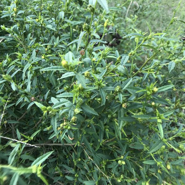 Sida acuta, Common wireweed, Broomweed - Wild plants, Weeds