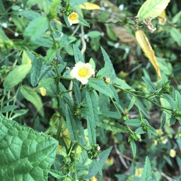 Sida acuta | Common wireweed | Morning mallow - Green Cover Initiative