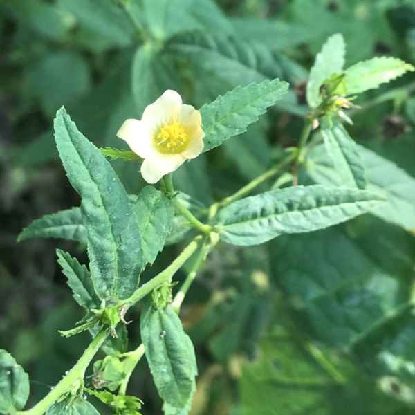 Sida acuta, Common wireweed, Broomweed - Wild plants, Weeds