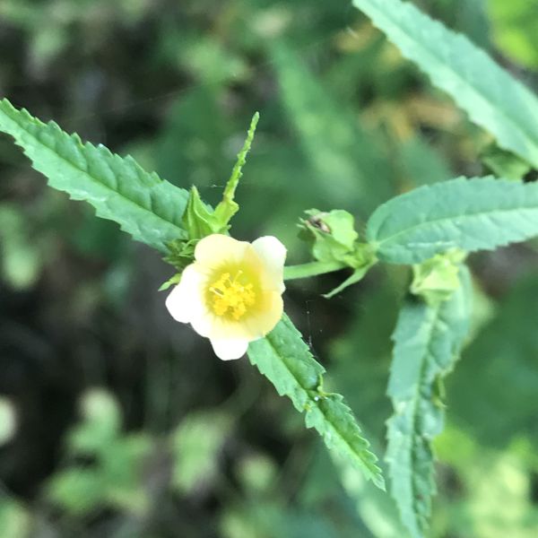 Sida acuta | Common wireweed | Morning mallow - Green Cover Initiative