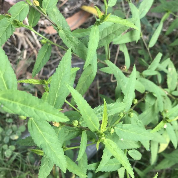 Sida acuta | Common wireweed | Morning mallow - Green Cover Initiative