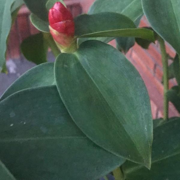 Costus woodsonii | Red button ginger - Green Cover Initiative