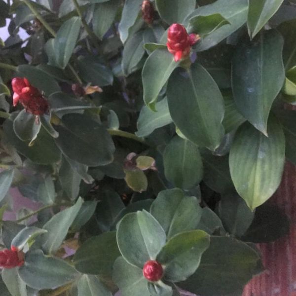 Costus woodsonii | Red button ginger - Green Cover Initiative