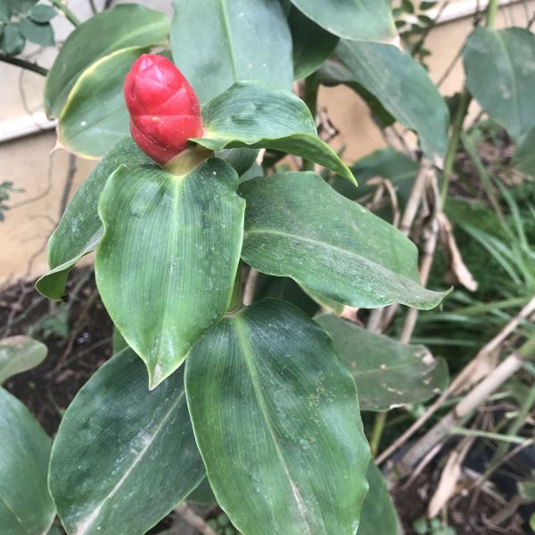 Costus woodsonii | Red button ginger - Green Cover Initiative